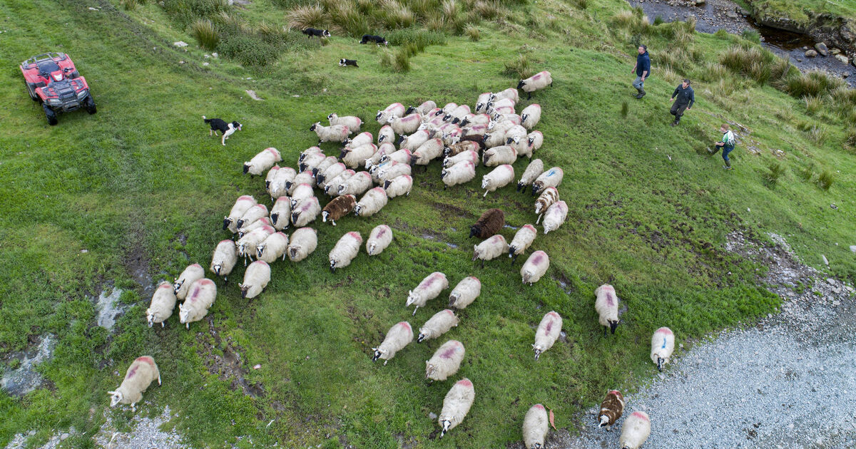 Aim for less than 5% of lame sheep