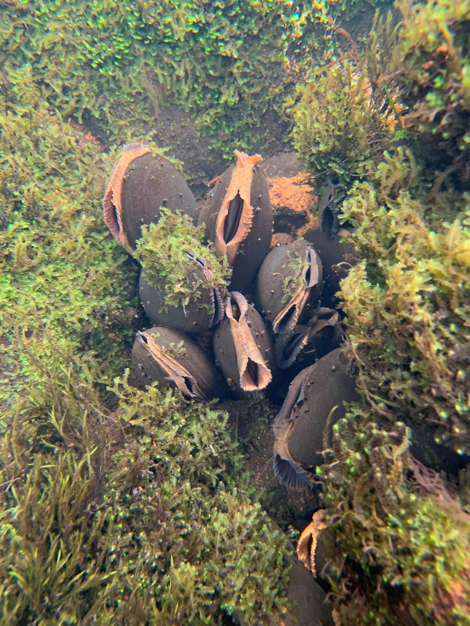 Kerry community to the rescue of very rare pearl mussel