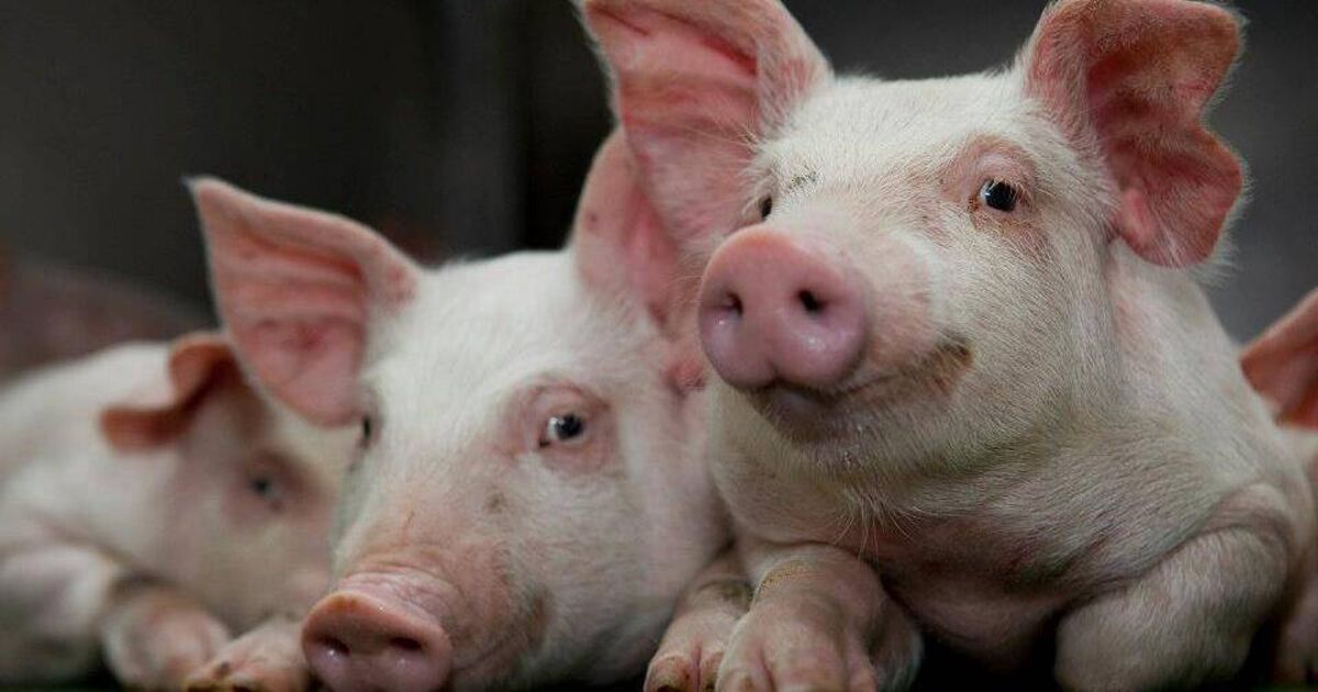 No change in Irish pig price as supply remains strong