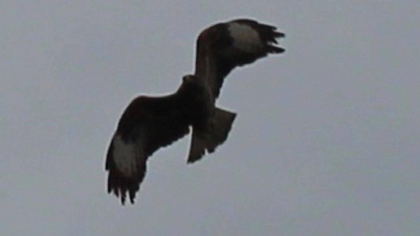 'Avoid the area': Nesting buzzard attacks runners in Dundalk