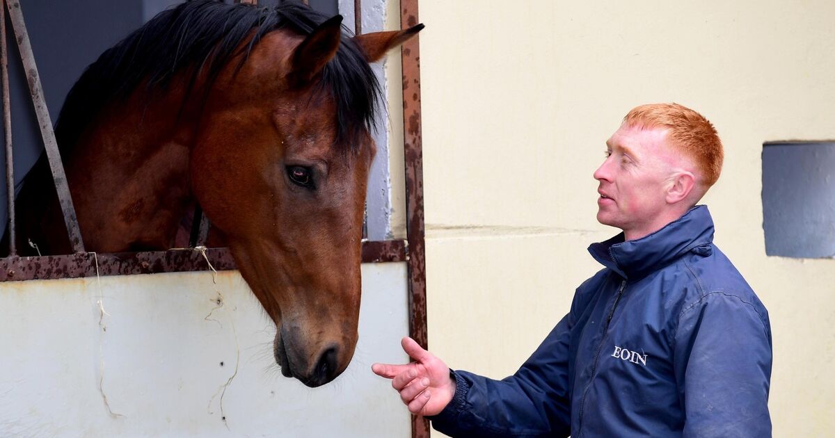 Limerick trainer Eoin McCarthy learning from mistakes as his star ...