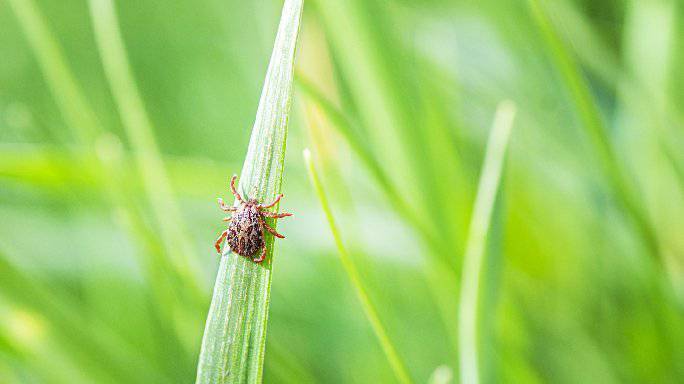 Identifying Redwater and Tick-borne fever