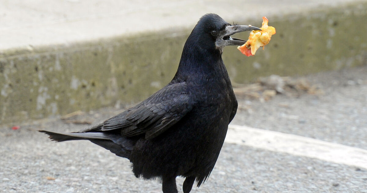 Outdoor diners: Beware of the crows