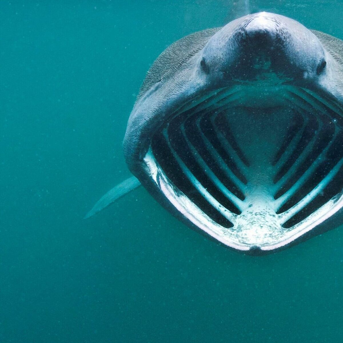 FARK.com: (12882310) Sharks are close to swimmers 97% of the time ...