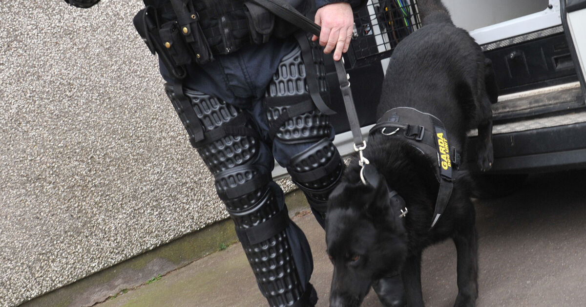 Garda dog unit helps undercover cannabis stash in horse feed barrel