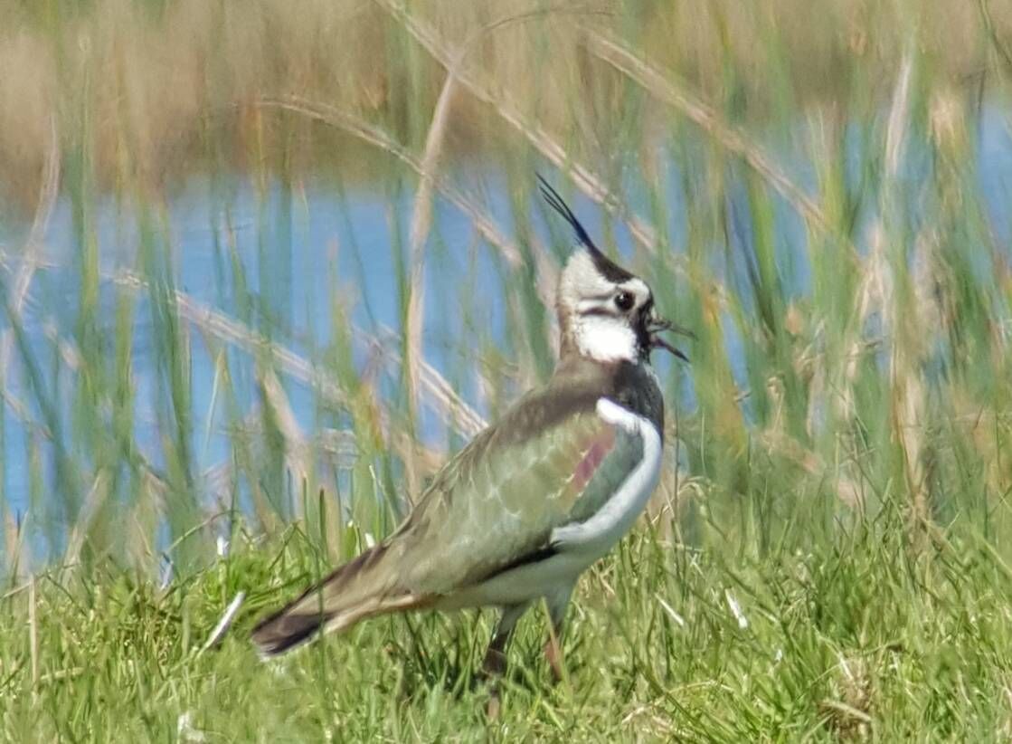 Nurturing tiny toad a good start to #LoveNature all year round