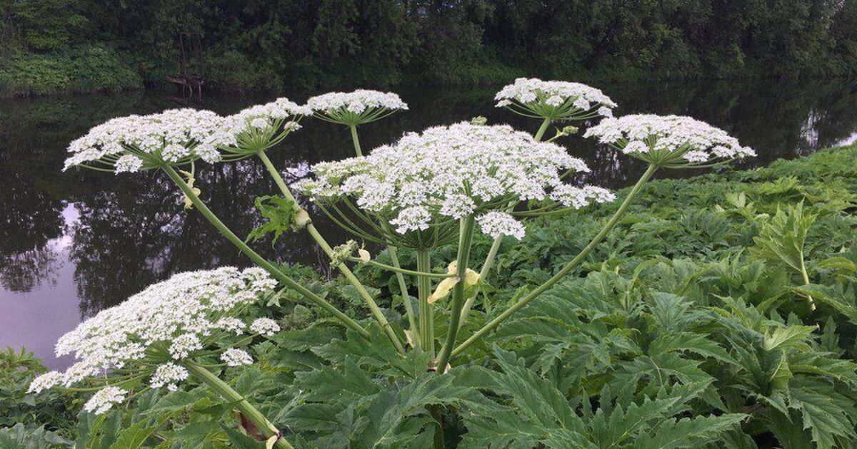Public warned of dangers of giant weed which causes blisters and ...