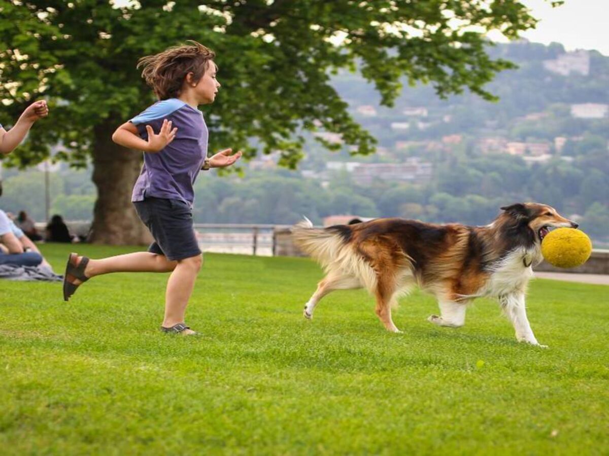 How Long Can Pano Last In Dogs