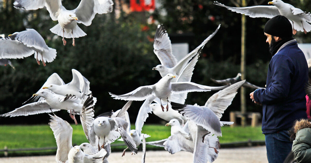 The tried and tested way to avoid seagull attacks