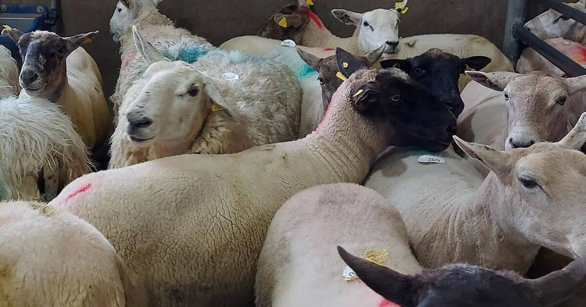 Lamb prices remain unchanged as intake holds tight