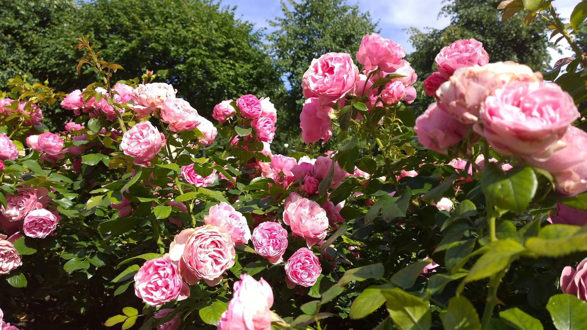 Garden Q&A: What's the best spray to protect roses from rust?