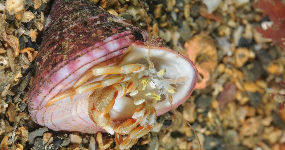 Hermit crabs ‘sexually excited’ by plastic toxins in oceans
