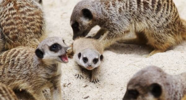 PICTURES: Look at that face: Two new meerkat pups for Dublin Zoo