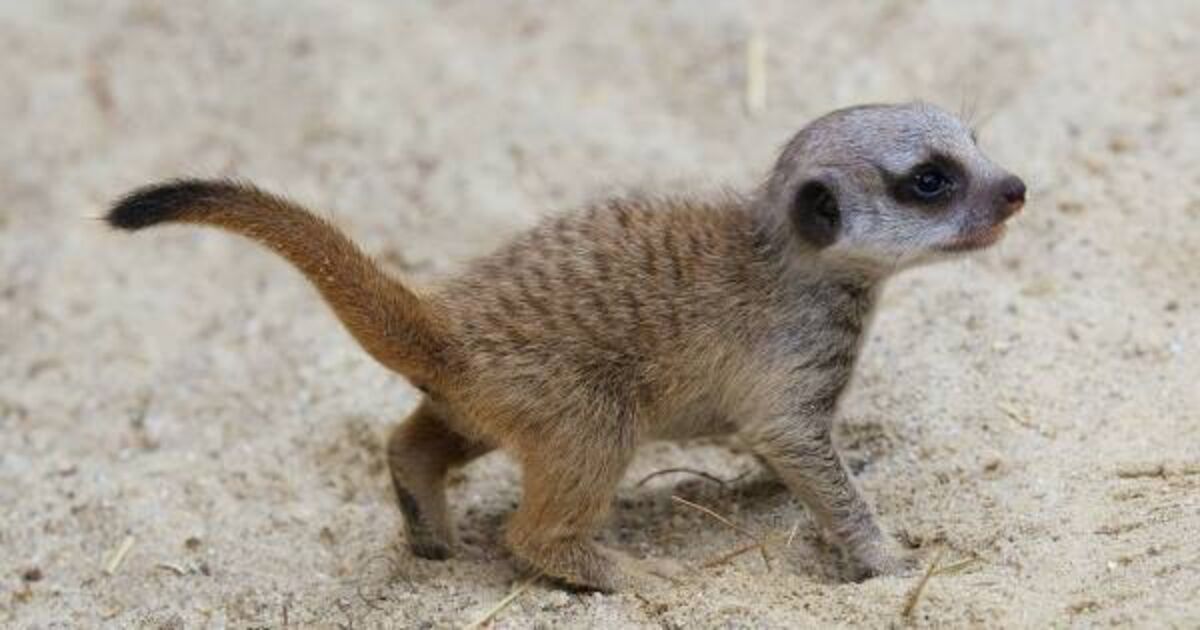 PICTURES: Look at that face: Two new meerkat pups for Dublin Zoo