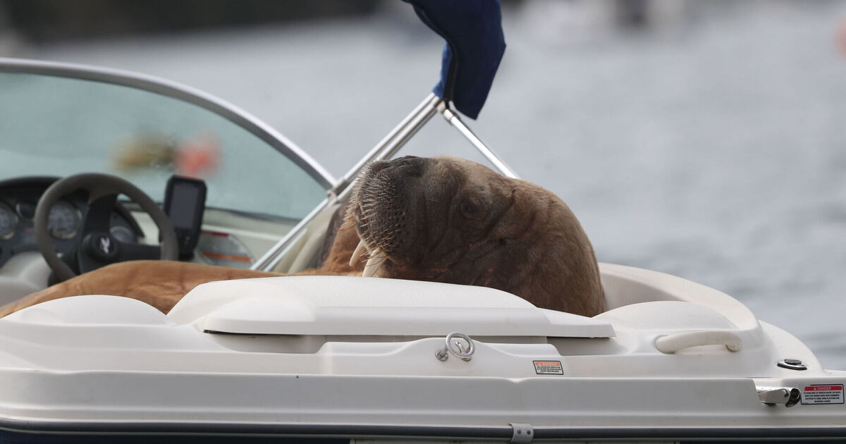 Damien Enright: A Walrus deterrent invented in West Cork