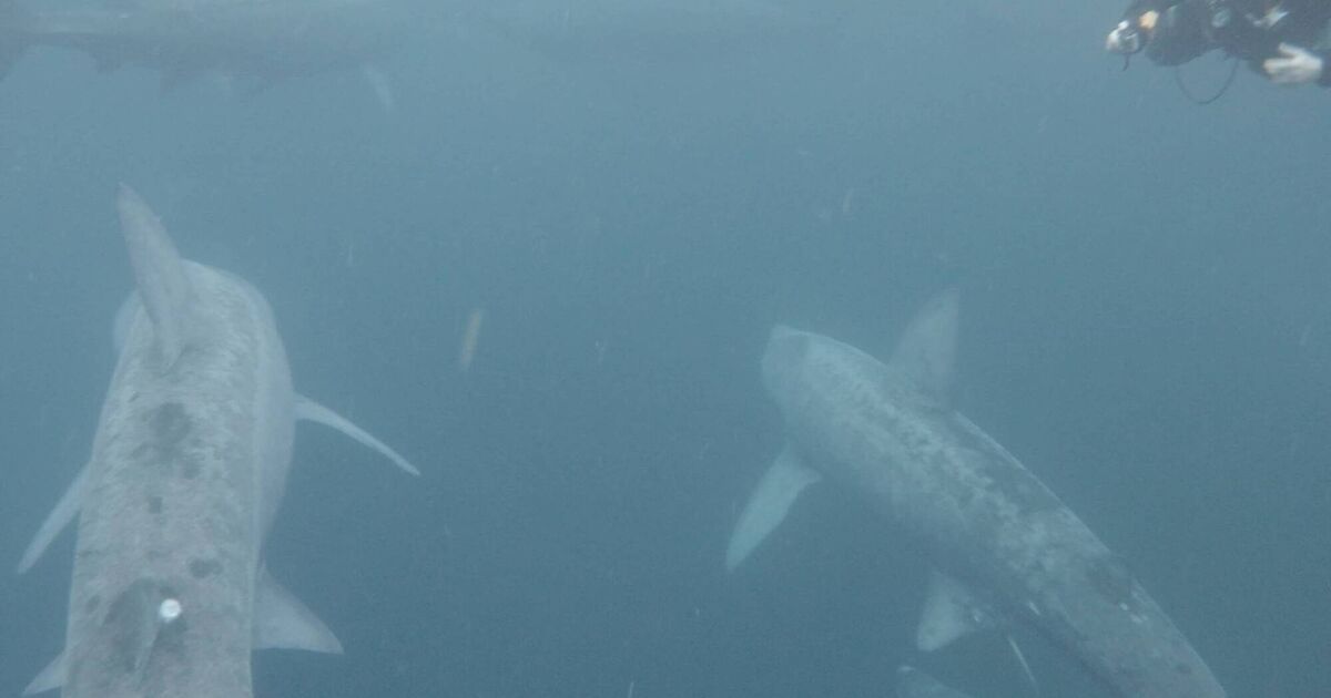 Watch: Scuba divers capture incredible footage of basking sharks off ...