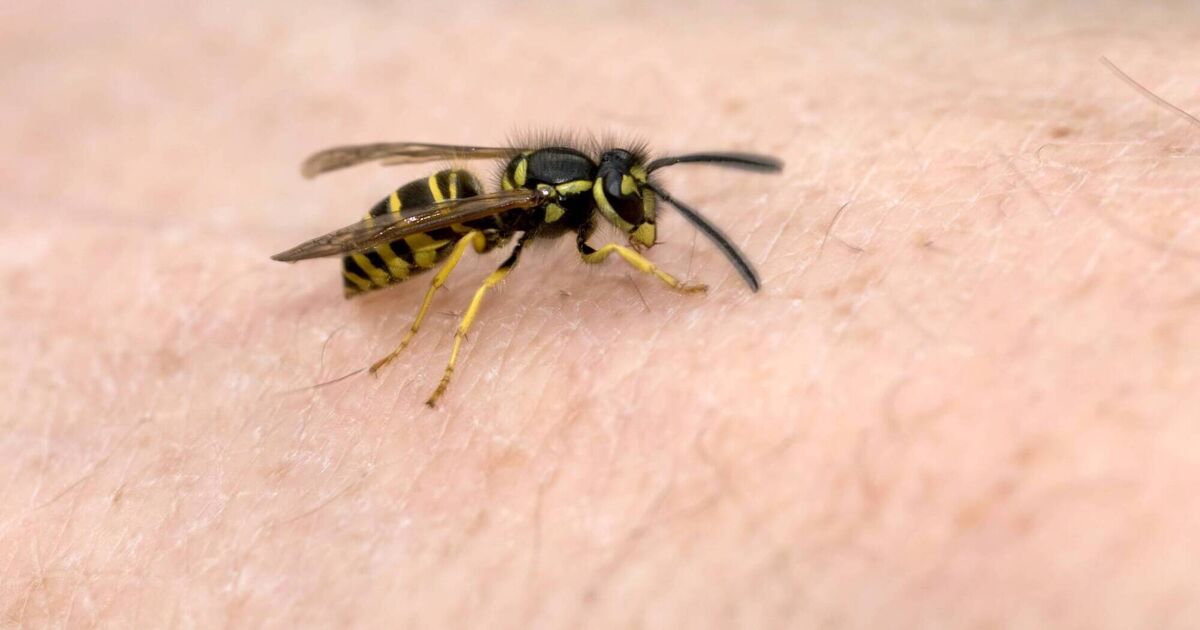 Life Hack: What to do about all the wasps buzzing around us