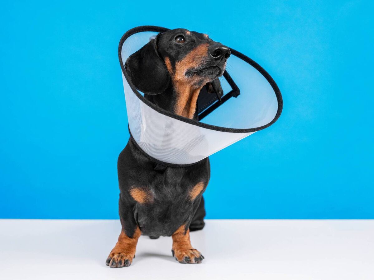 What Are Death Row Dogs