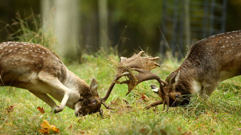 Donal Hickey: Sounding a warning about the stags