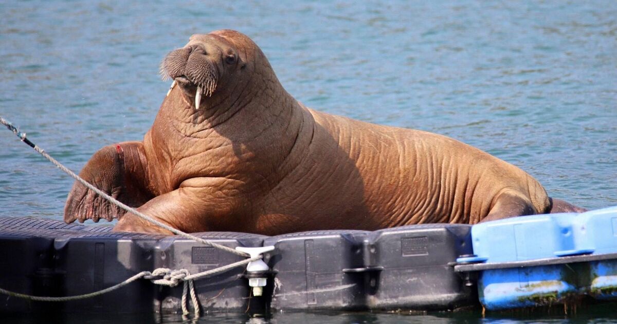 Irish Examiner view: Wandering Wally keeps our spirts up