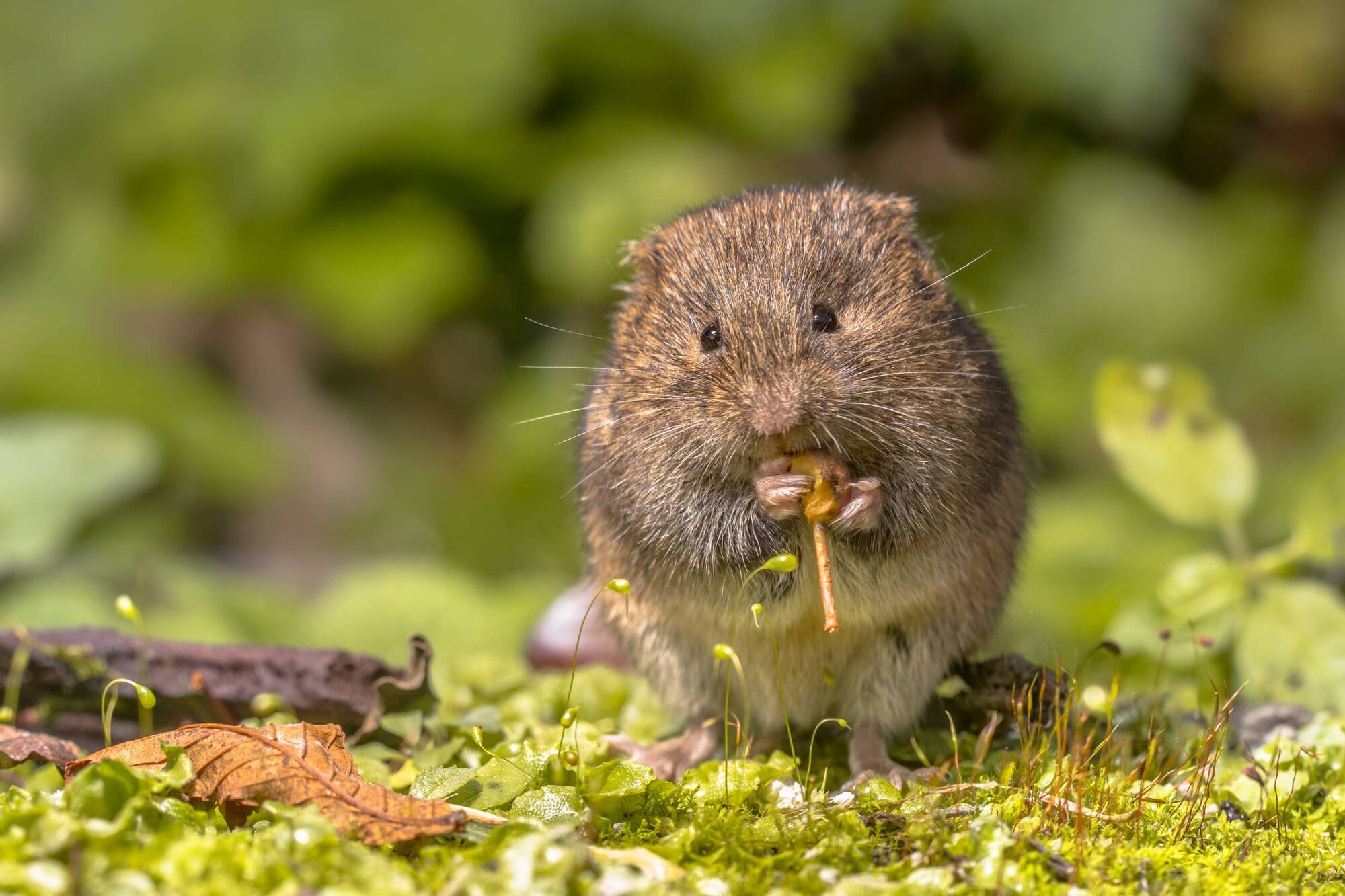 Richard Collins: How voles make an unlikely contribution to science