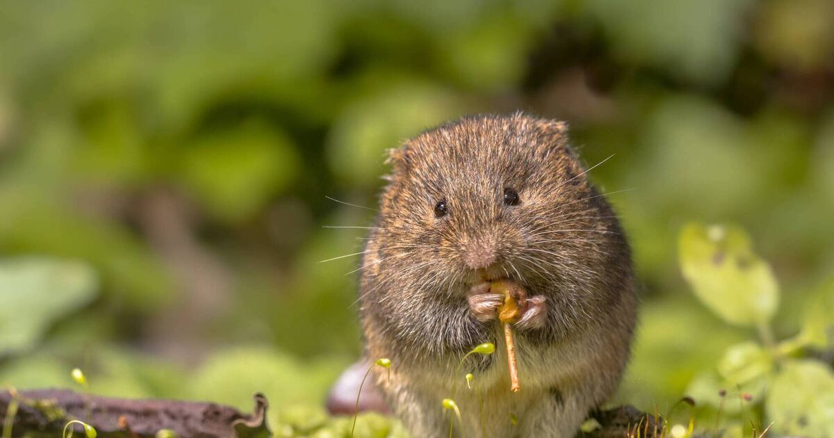 Richard Collins: How voles make an unlikely contribution to science