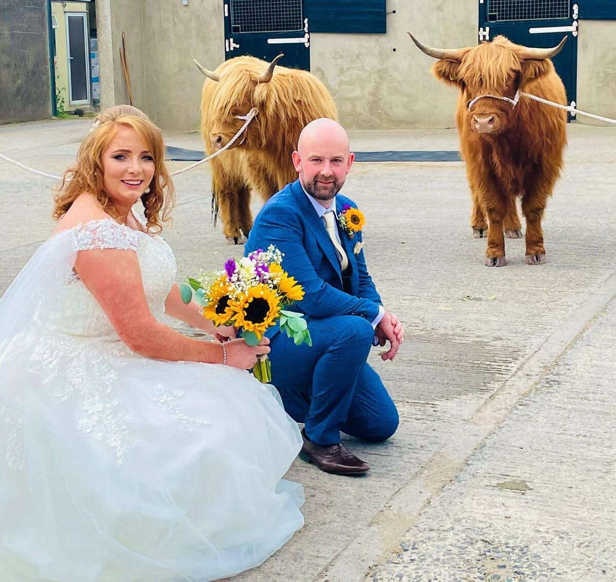 Cow-mad bride receives a 'legen-dairy' wedding present