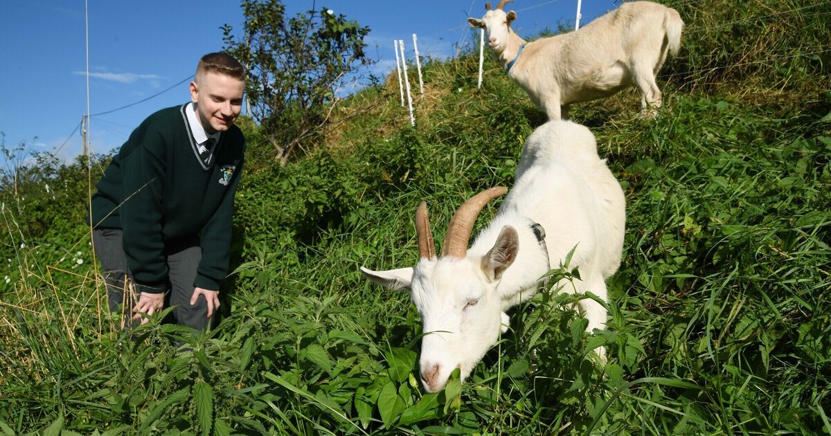 Watch: The goats let loose - Rescued animals to clear Cork school's ...