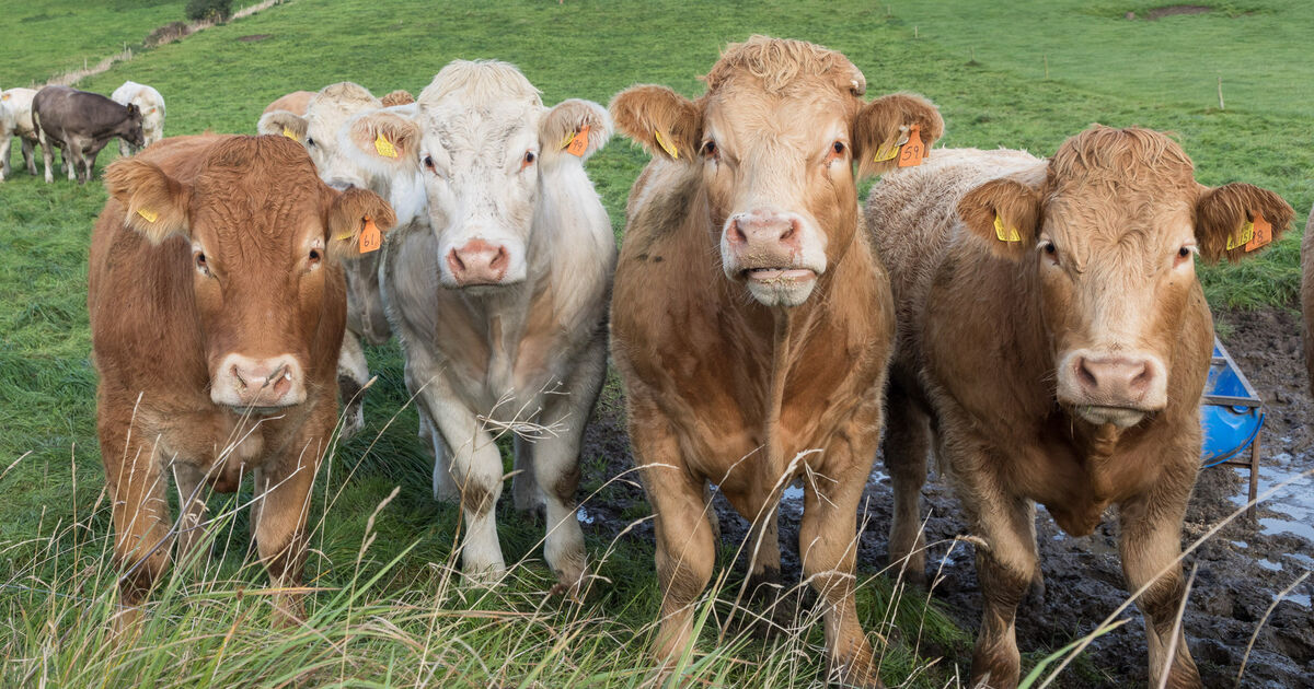 European beef industry meeting to share ideas for better sustainability