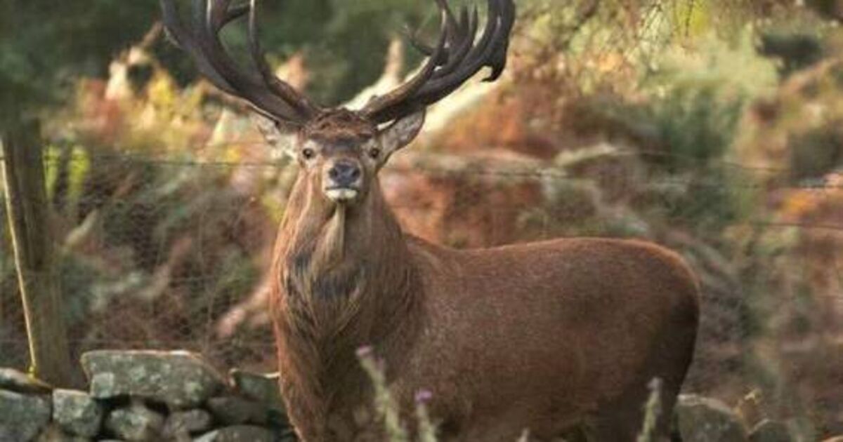 Ireland's 'biggest stag' photographed in Killarney National Park