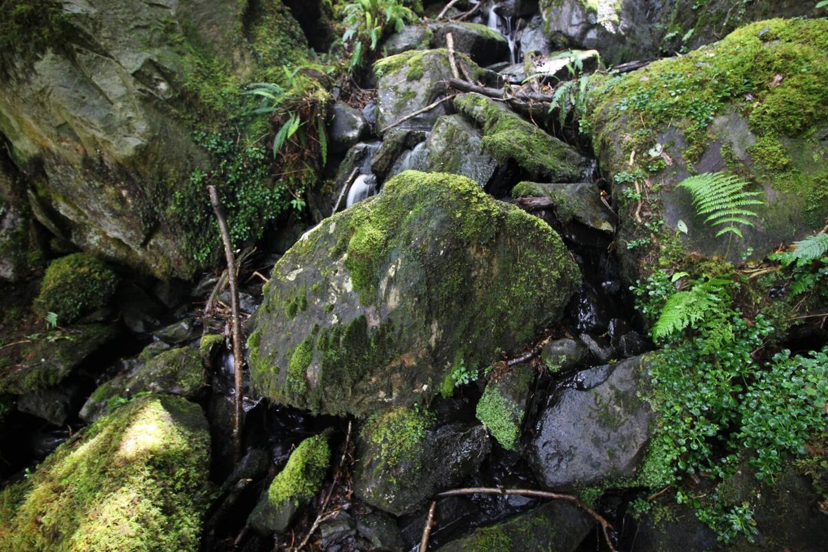 Donal Hickey: Kerry's mystery new fern