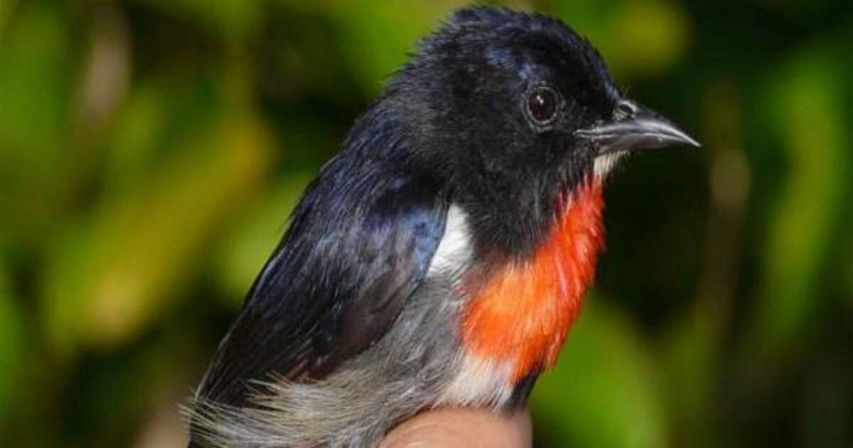 Irish scientists discover new bird species