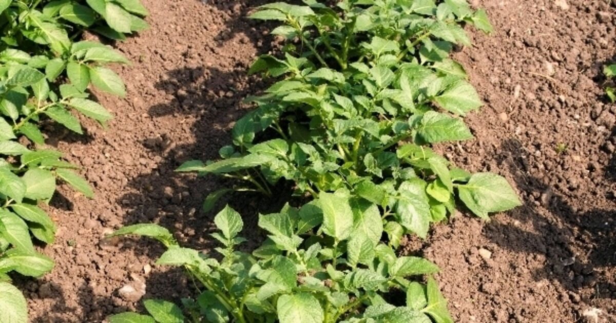 British design genetically-modified potato immune to blight
