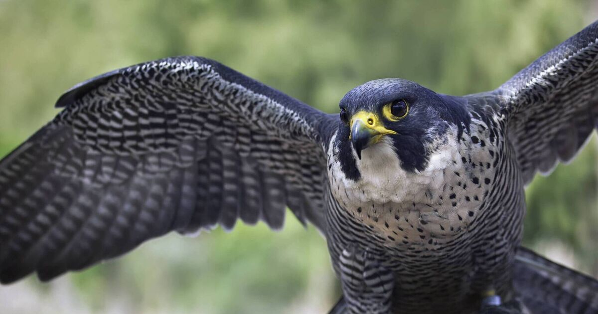 Confirmed case of bird flu in Ireland