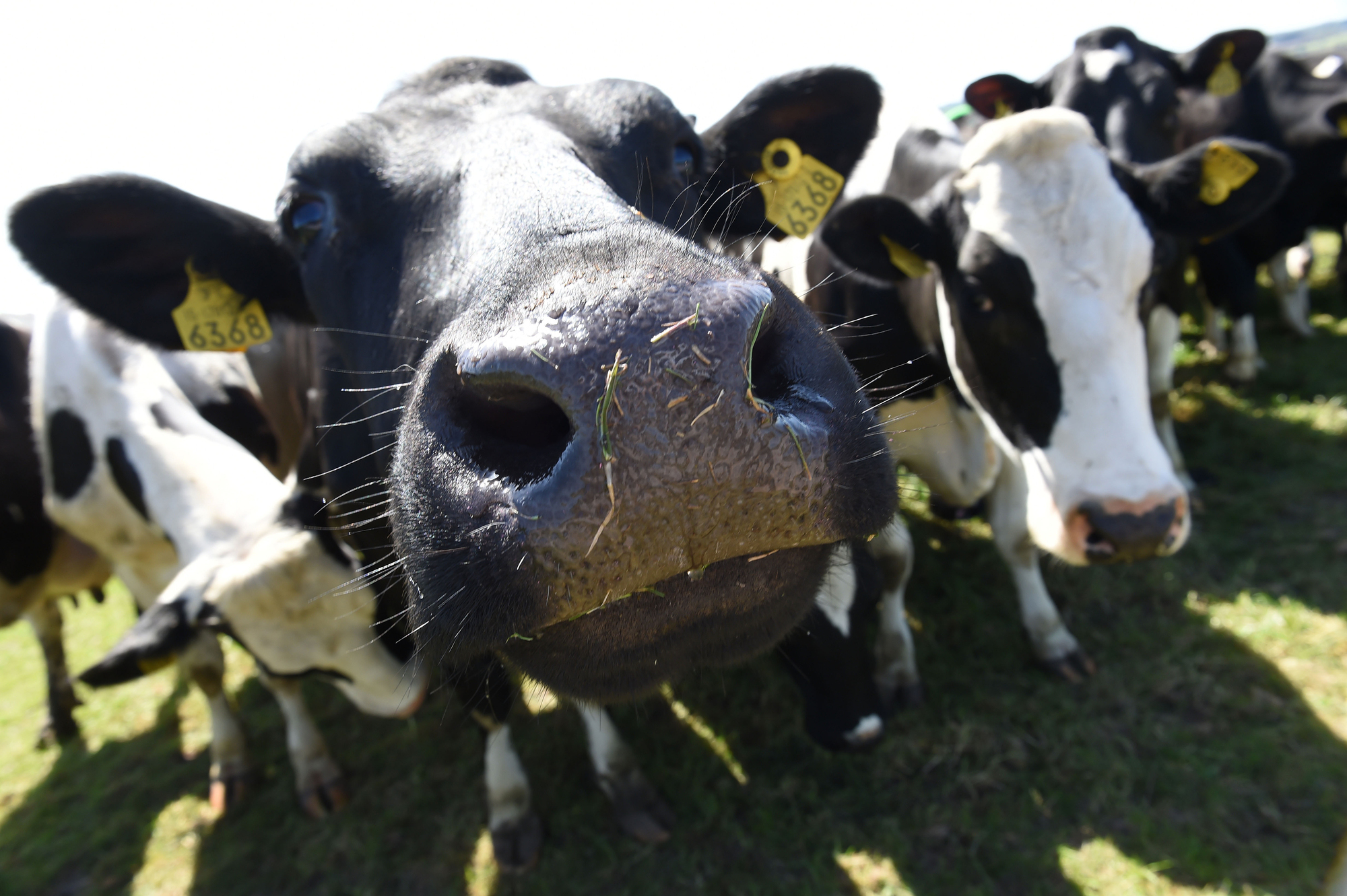 Herd mentality: What is the national herd and why does it matter?