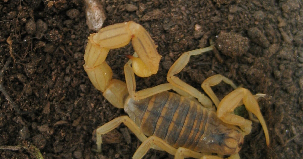Hundreds suffer scorpion stings amid storms in southern Egypt