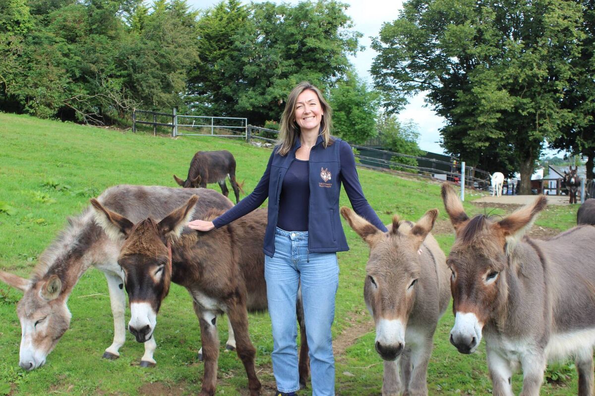 Donkey sanctuaries caring for 'unsustainable' level of animals