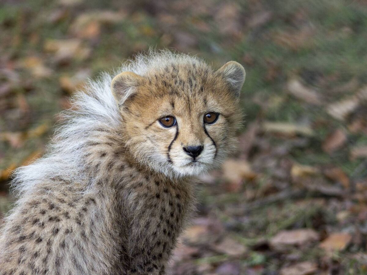 Famous Baby Cheetahs