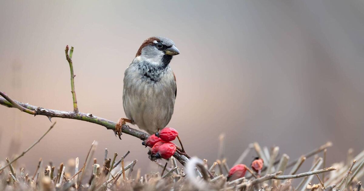 As sparrows' numbers decline, here's how to support them