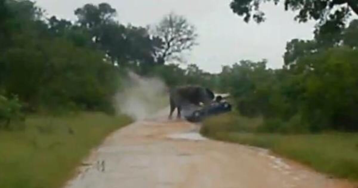 Angry bull elephant overturns a car in Kruger National Park