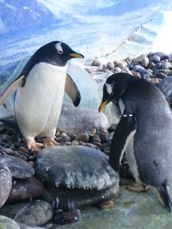 Ireland’s first gay penguins nest in Dingle