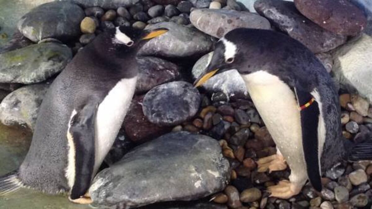 Ireland’s first gay penguins nest in Dingle