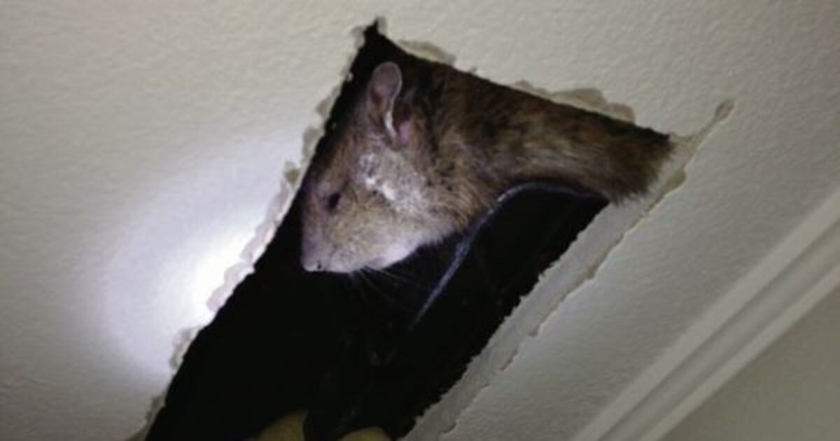 "They seem to be getting bigger" - says captor of 'giant' Dublin rat