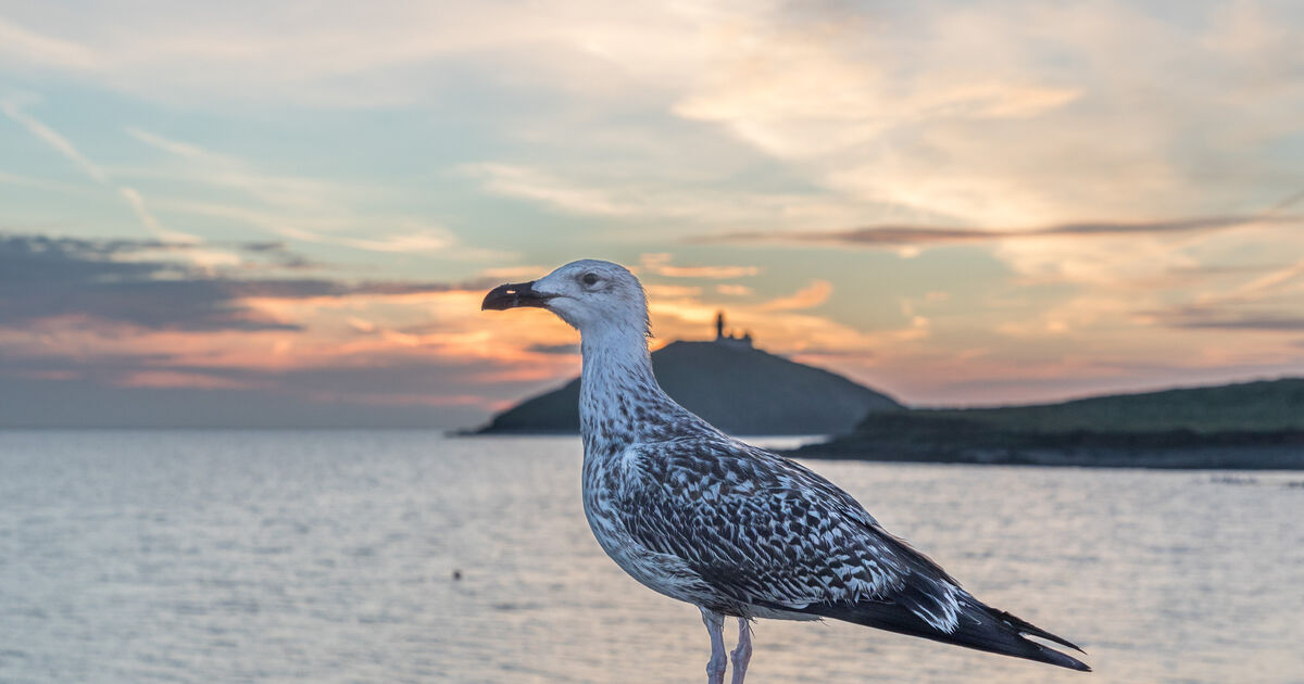 Aggressive seagulls attack people working on National Gull Survey