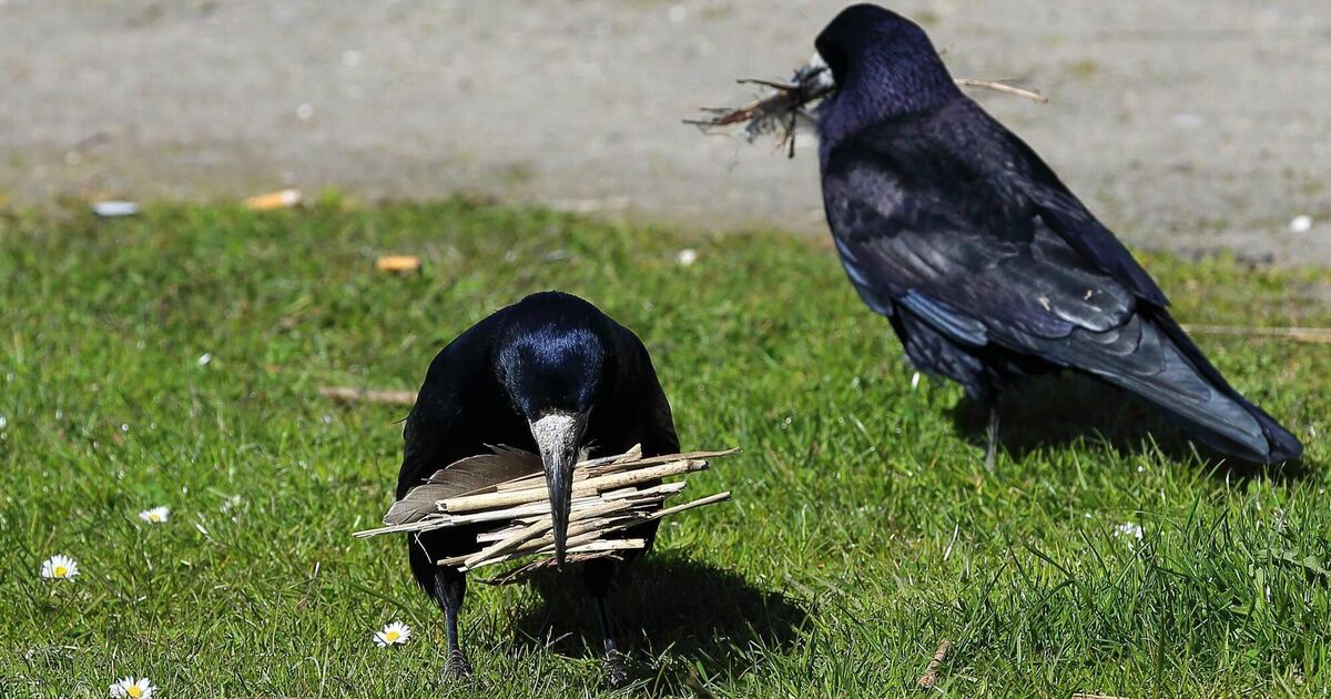 Scary crow isn't scaring the clever crows of Killarney