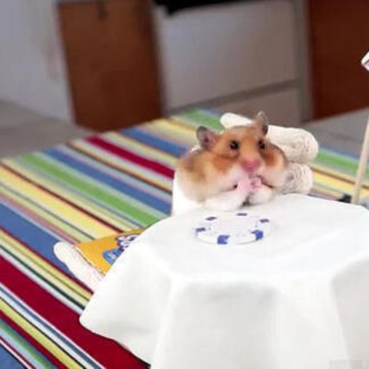 Mouse Eating Burrito