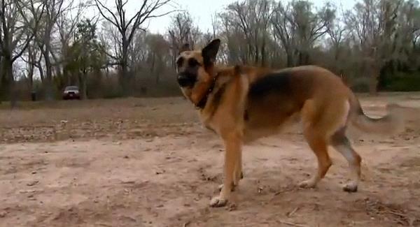 Dog summoned for jury duty