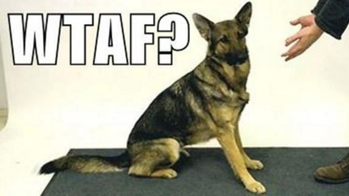 Confused German Shepherd