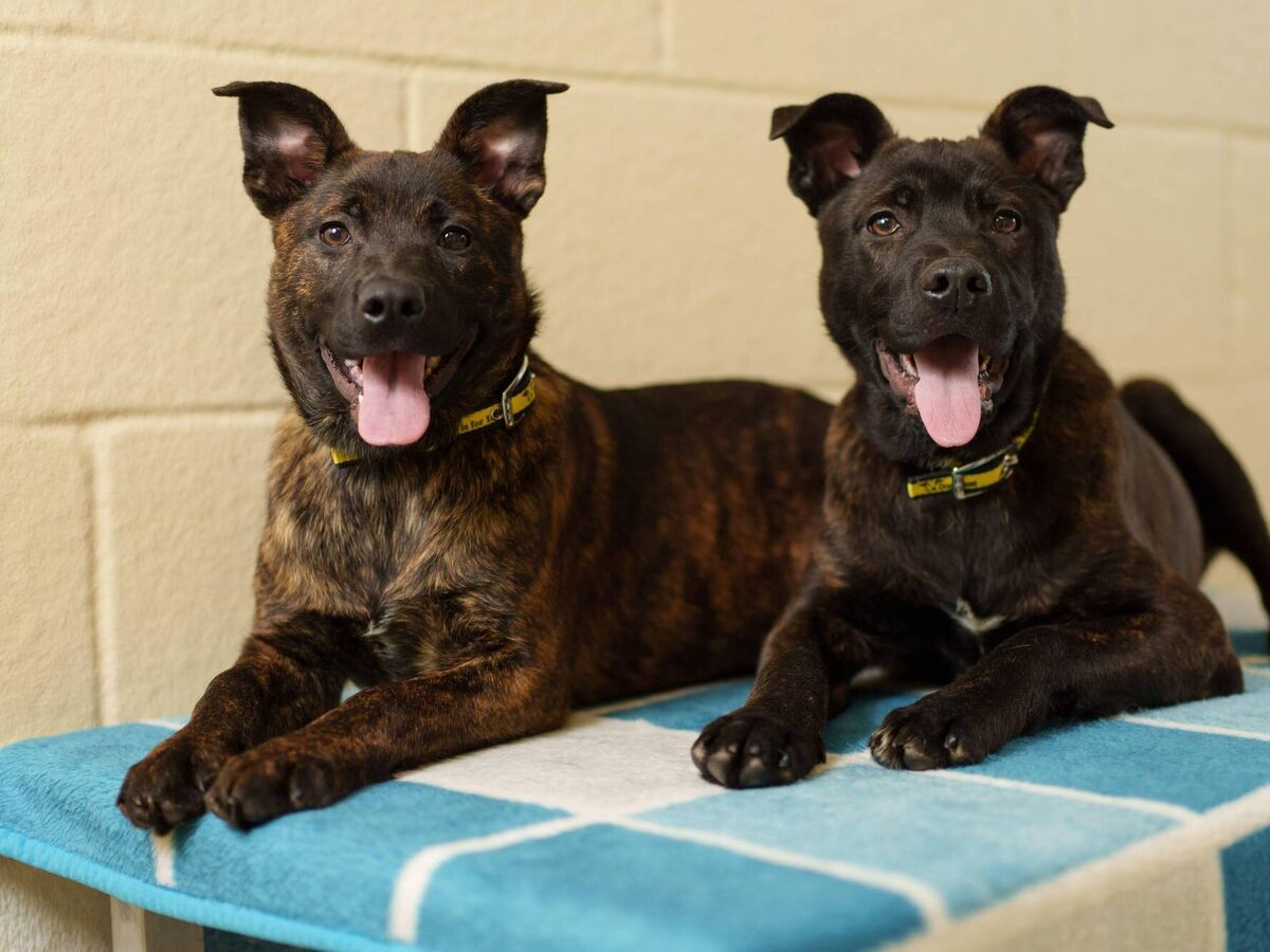 How Many Dogs Are Given Up For Adoption Each Year