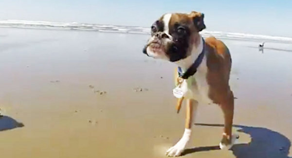 VIDEO: Two-legged boxer pup has best day ever at the beach